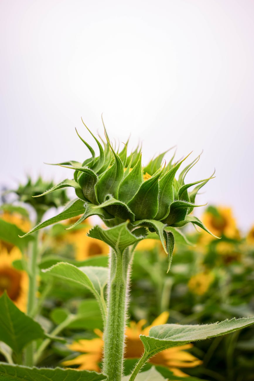 Indonesian Copywriter/Transcreator